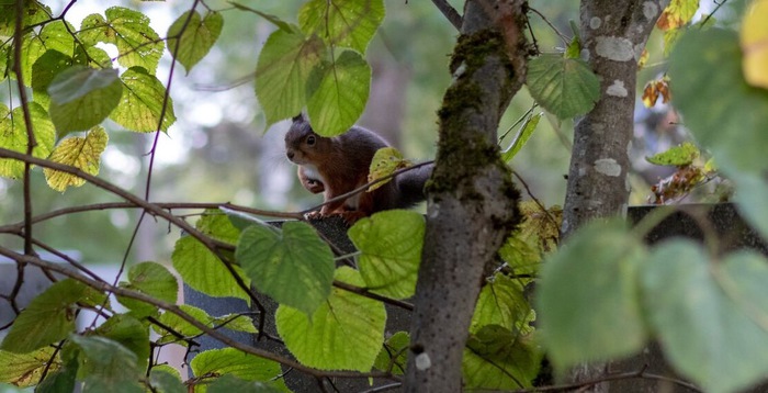 Psykologipalvelut :: Satu-rantanen